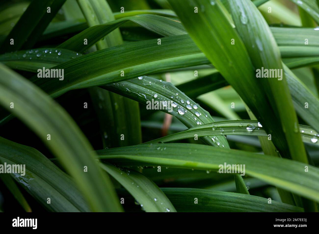 Thin stems, stalks and heads of an leafy plant covered in rain drops ...