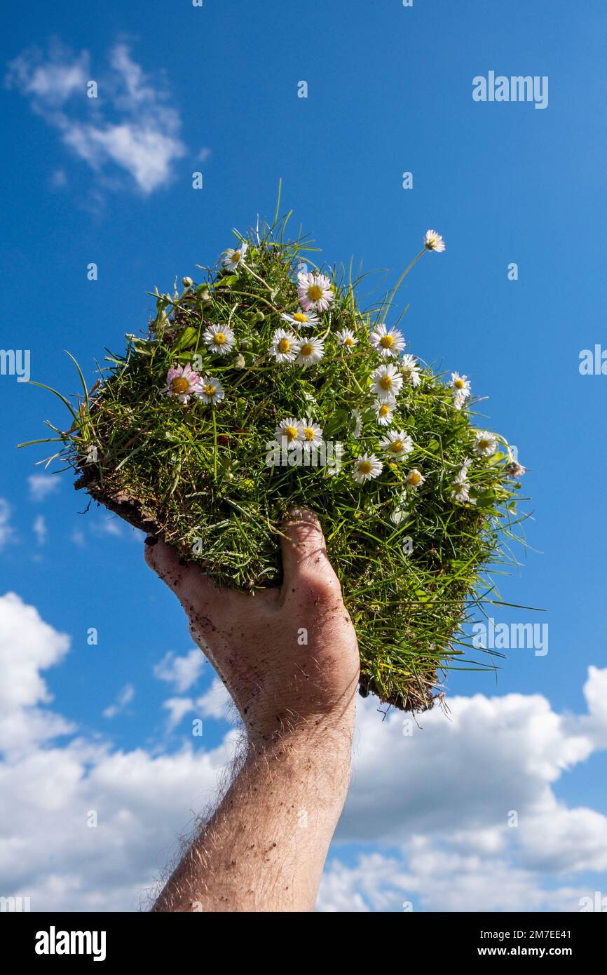 White male hand grass background hi-res stock photography and images ...