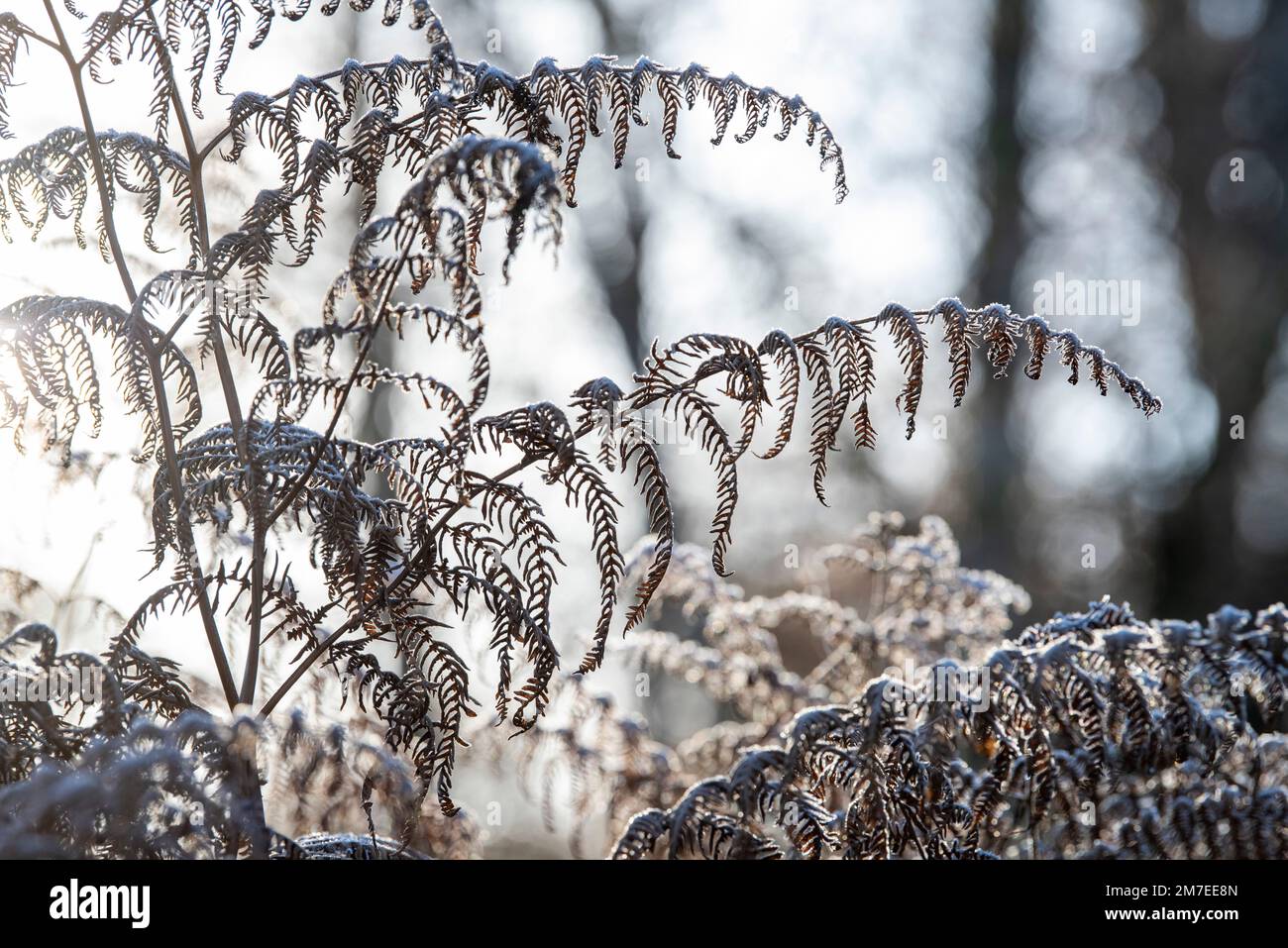 Frosty frozen morning at RSPB Budby South Forest, Sherwood Forest ...