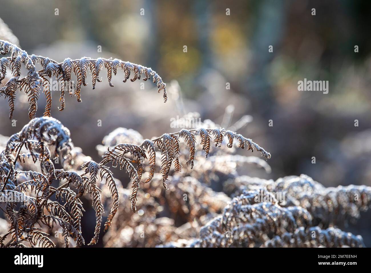 Frosty frozen morning at RSPB Budby South Forest, Sherwood Forest ...