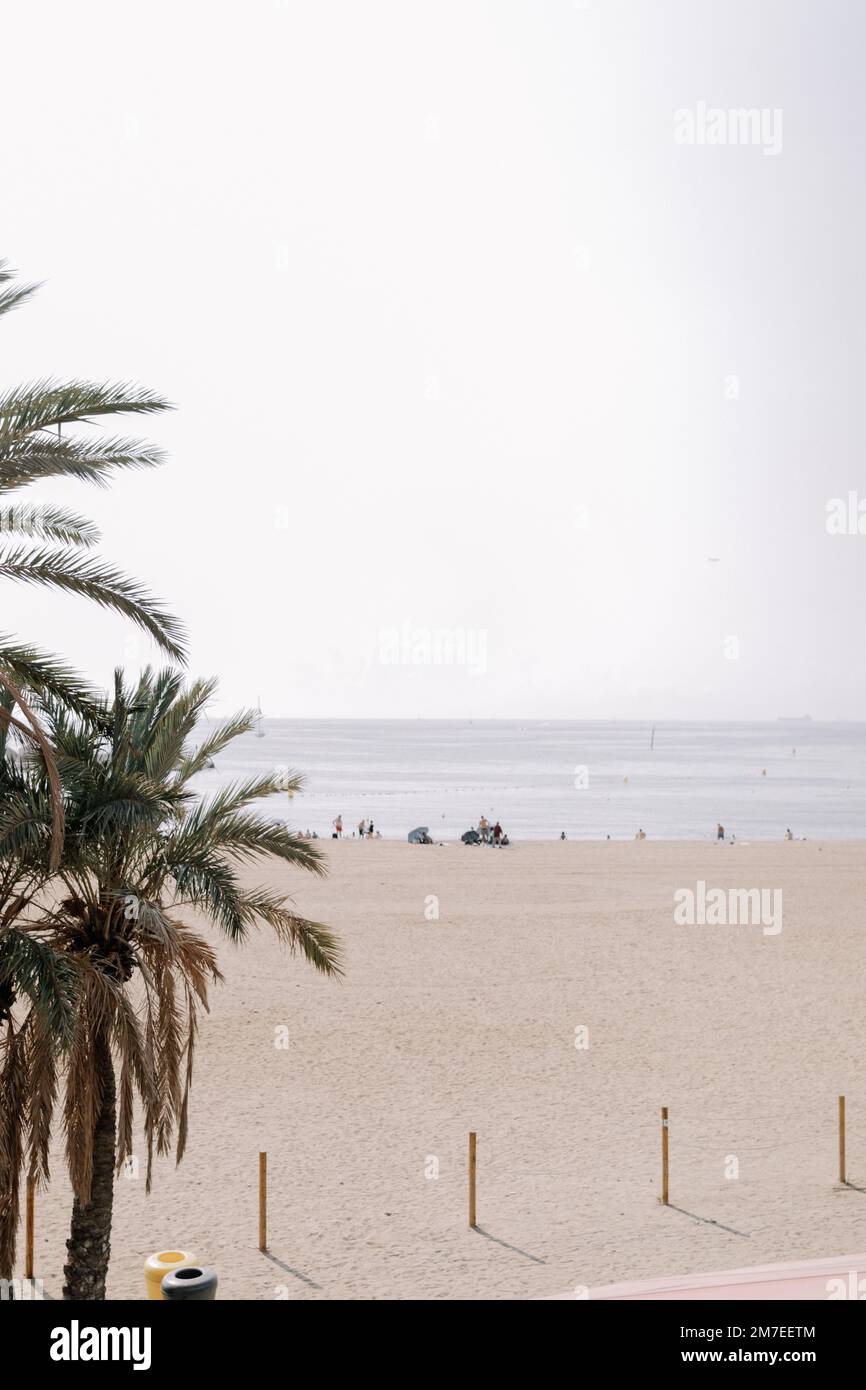 A vertical shot of palm trees at a sandy beach on a sunny day Stock ...