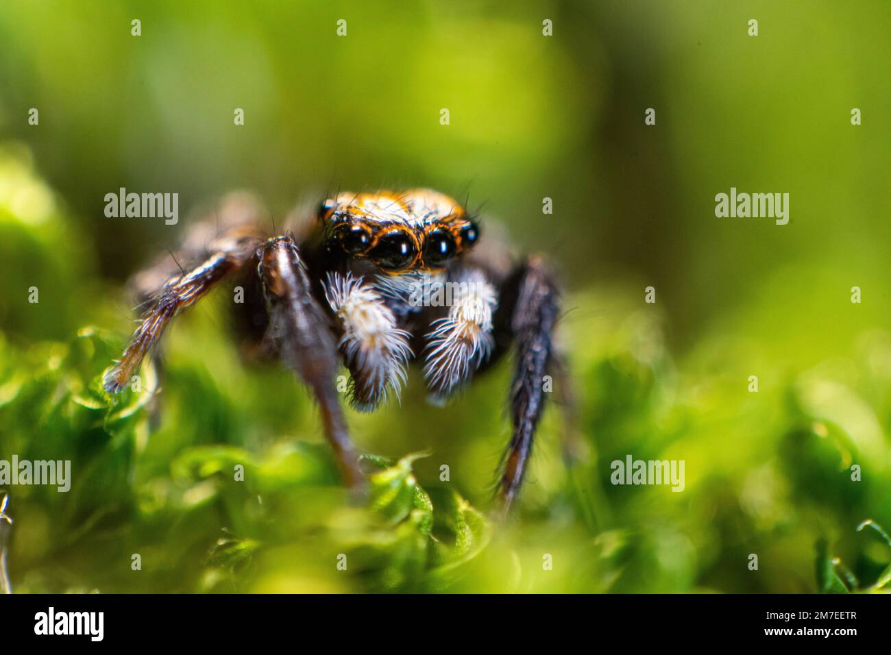 A closeup of a scary jumping spider on a green blurred background Stock ...