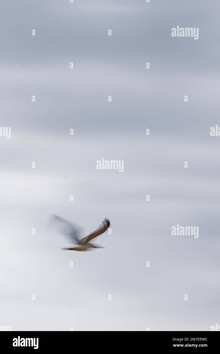 A single sea gull flies high over the sea as the sunsets. with golden ...