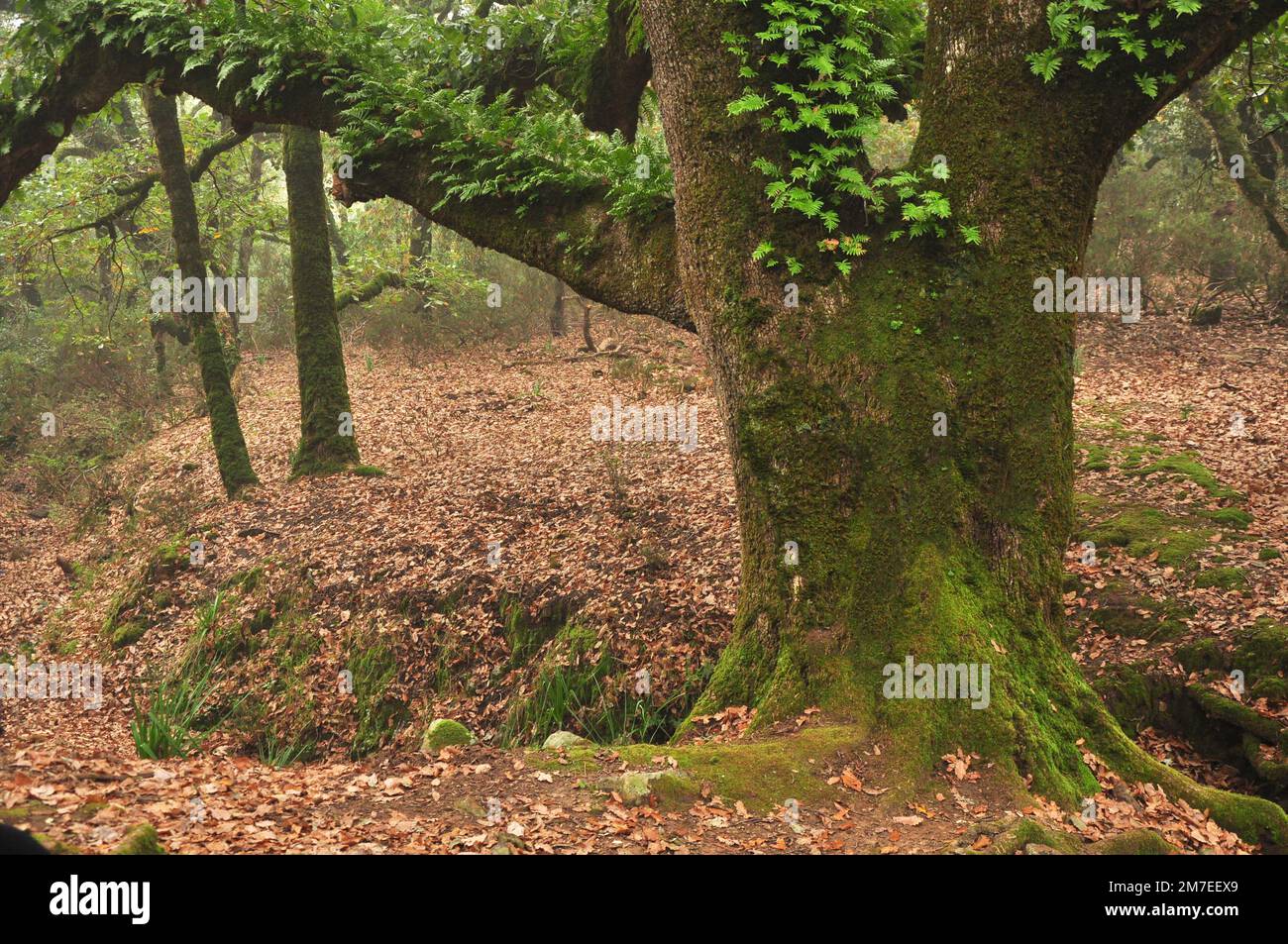 Large mossy tree branches hi-res stock photography and images - Alamy