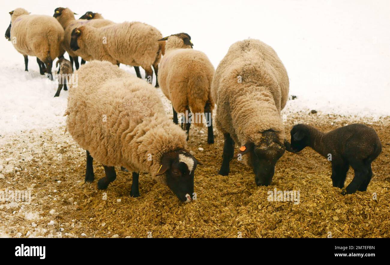 Heep production hi-res stock photography and images - Alamy