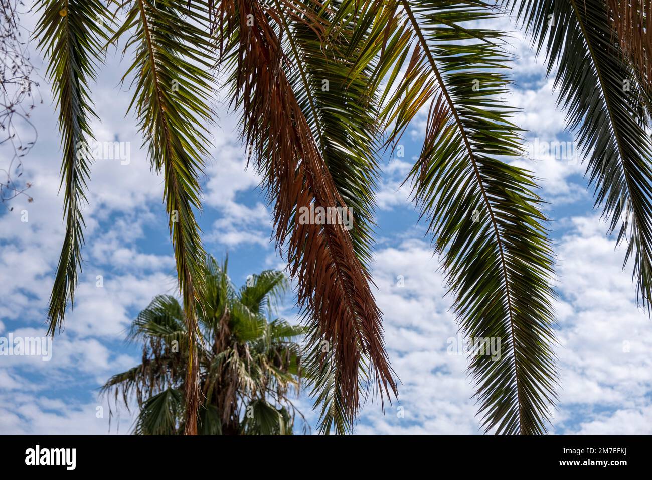 Palm trees in Italy set aganist ablue sky with light cloud Stock Photo ...