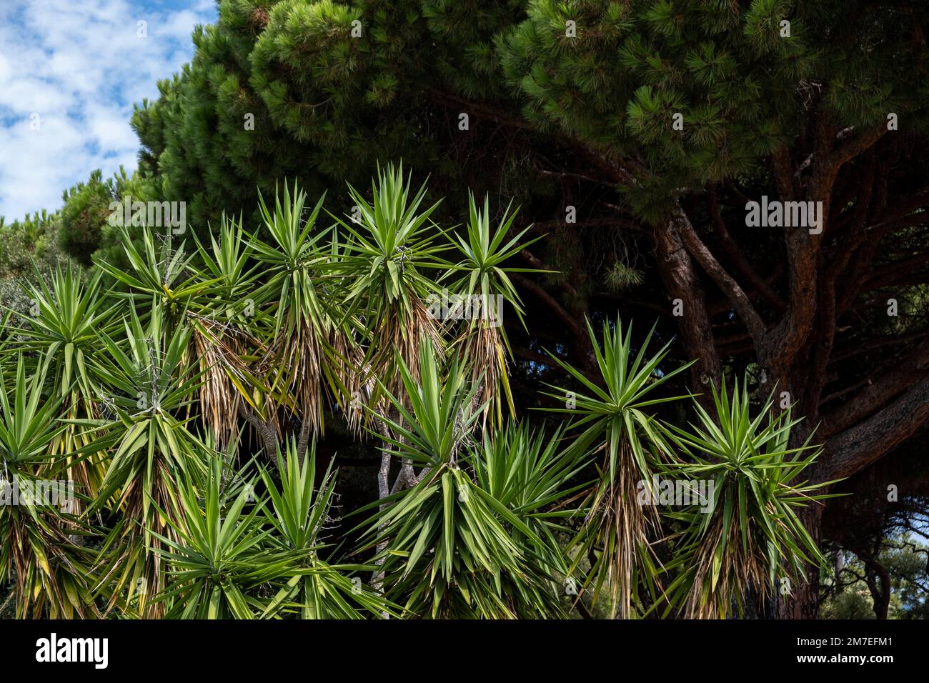 Plam tree set hi-res stock photography and images - Alamy