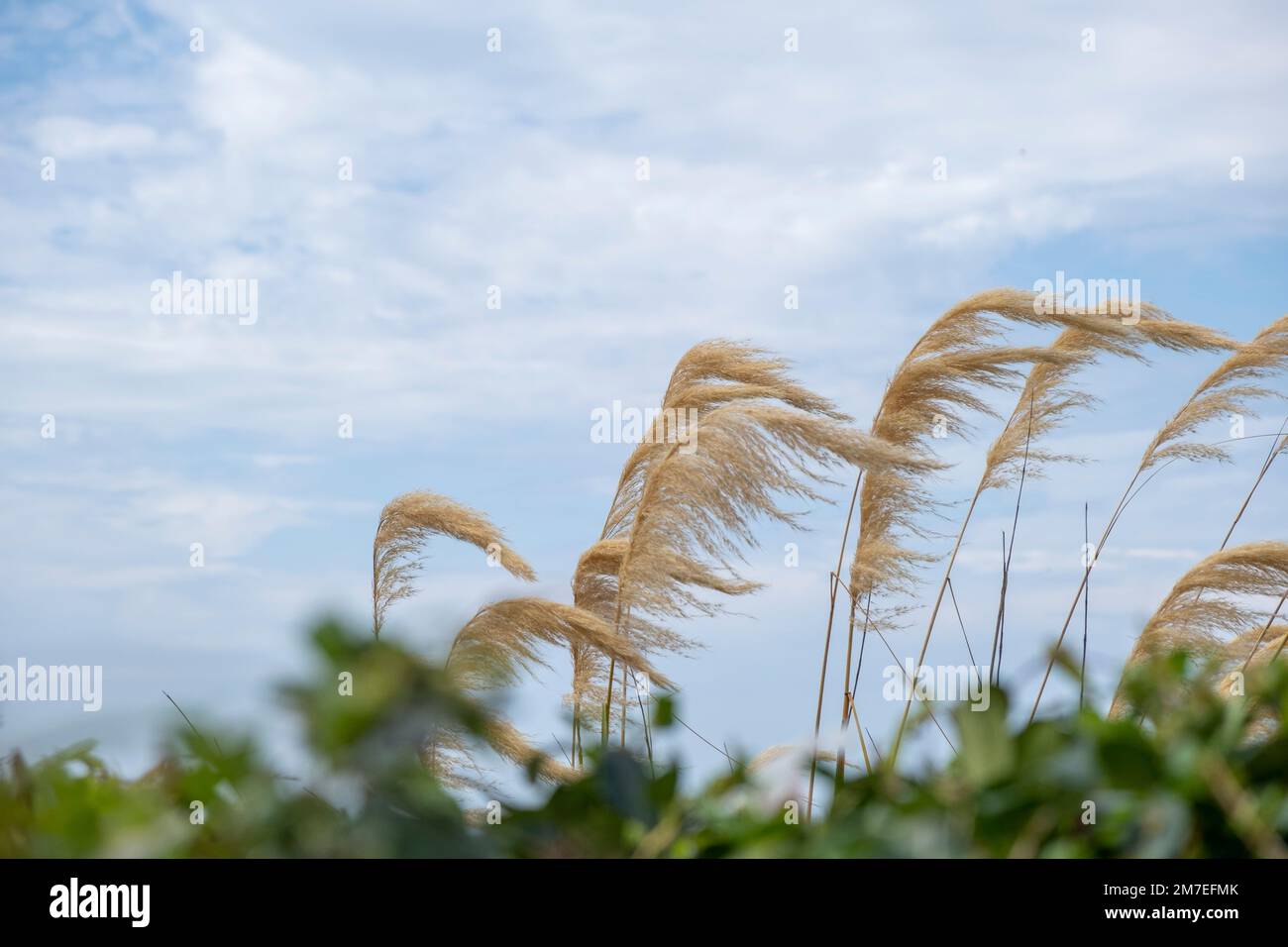 Tall pampass grass seed heads blowing in the wind, backlit by winter ...