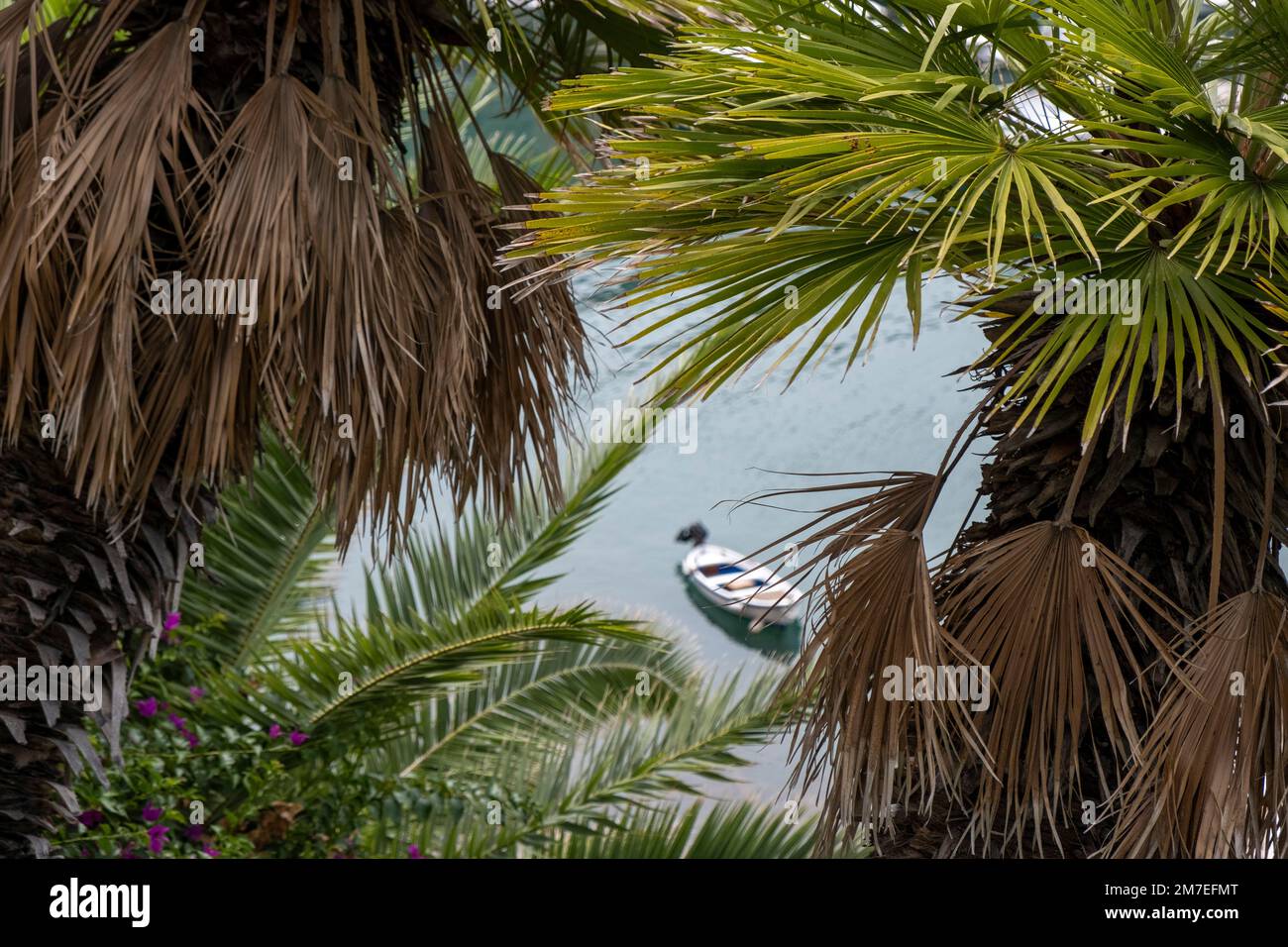 Looking down to a small harbor through palm tree leaves with rowing and ...