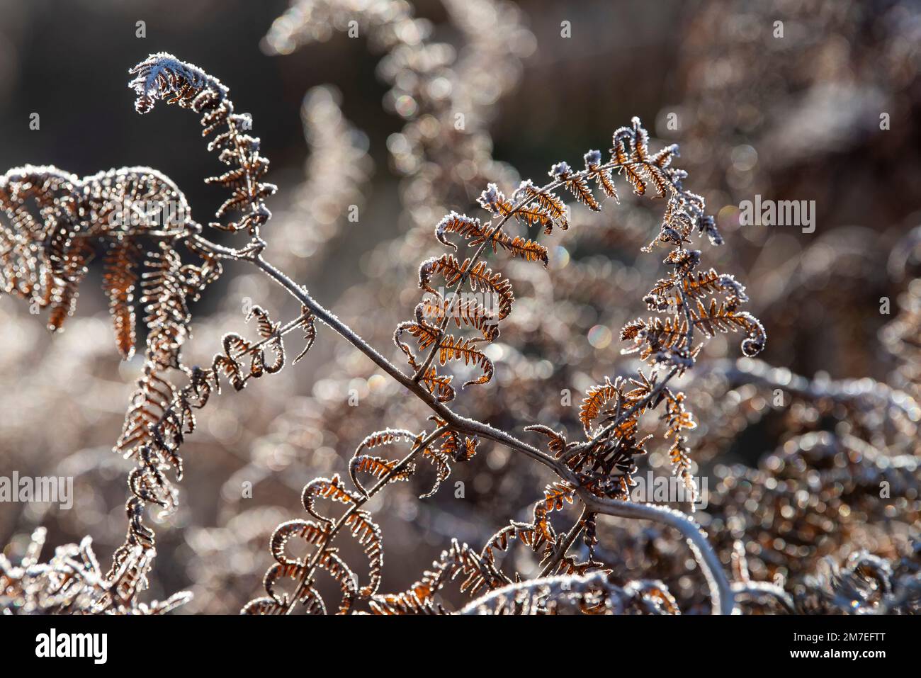 Frosty frozen morning at RSPB Budby South Forest, Sherwood Forest ...
