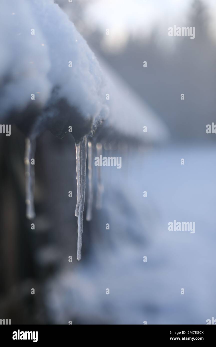 Spring background with icicles melting in the sun. Icicles close-up. Snow melting. Rustic scene ...