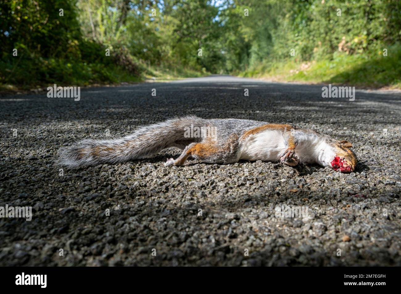 Roadkill, a dead Squirrel on the road, killed recently with a bloody ...