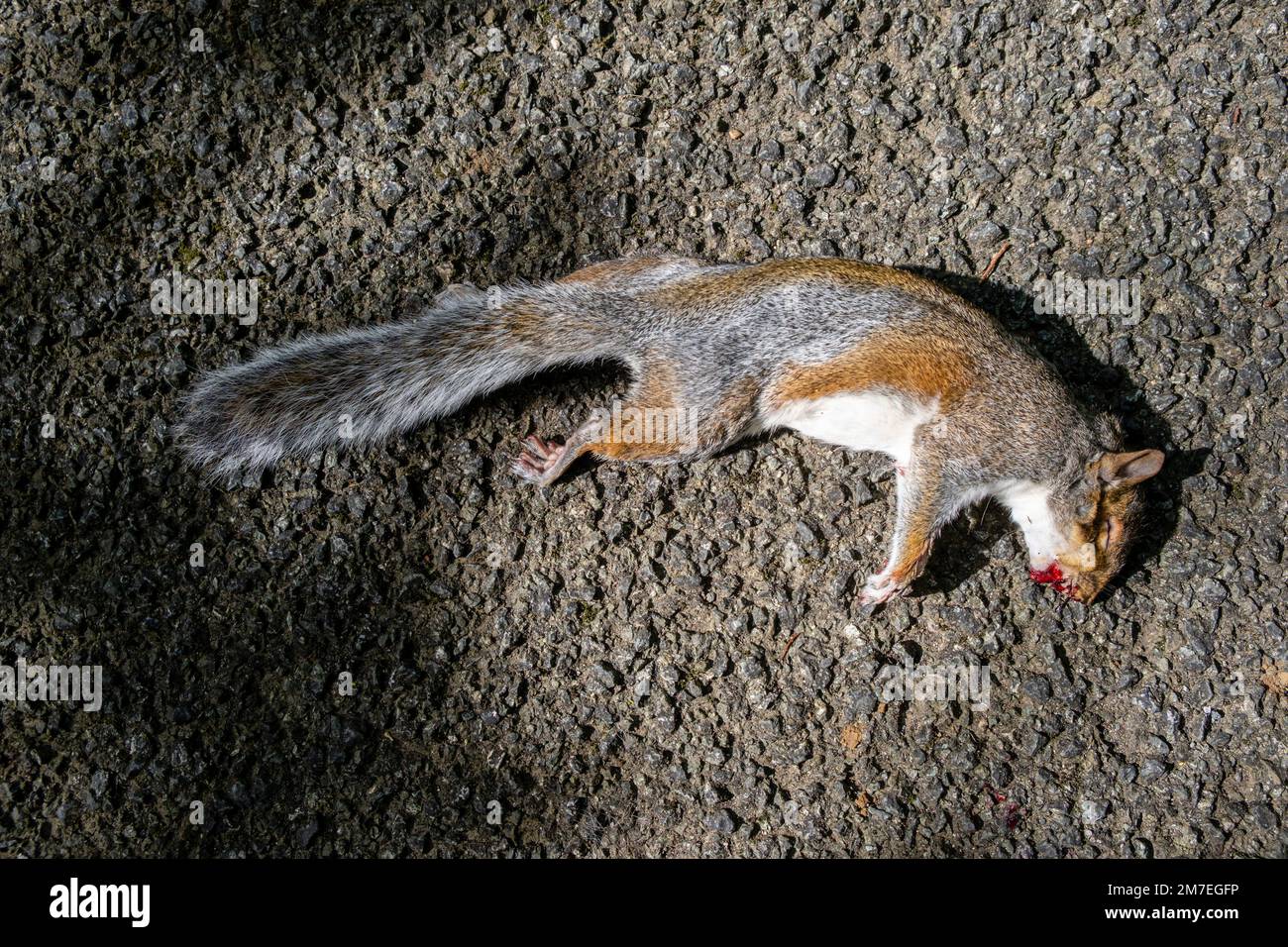 Roadkill, a dead Squirrel on the road, killed recently with a bloody ...