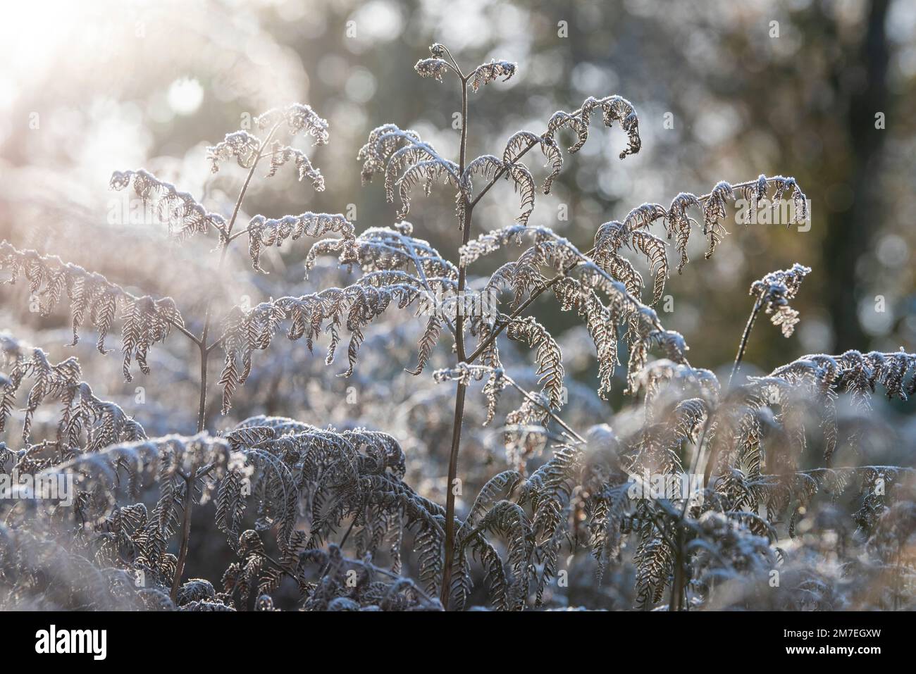 Frosty frozen morning at RSPB Budby South Forest, Sherwood Forest ...