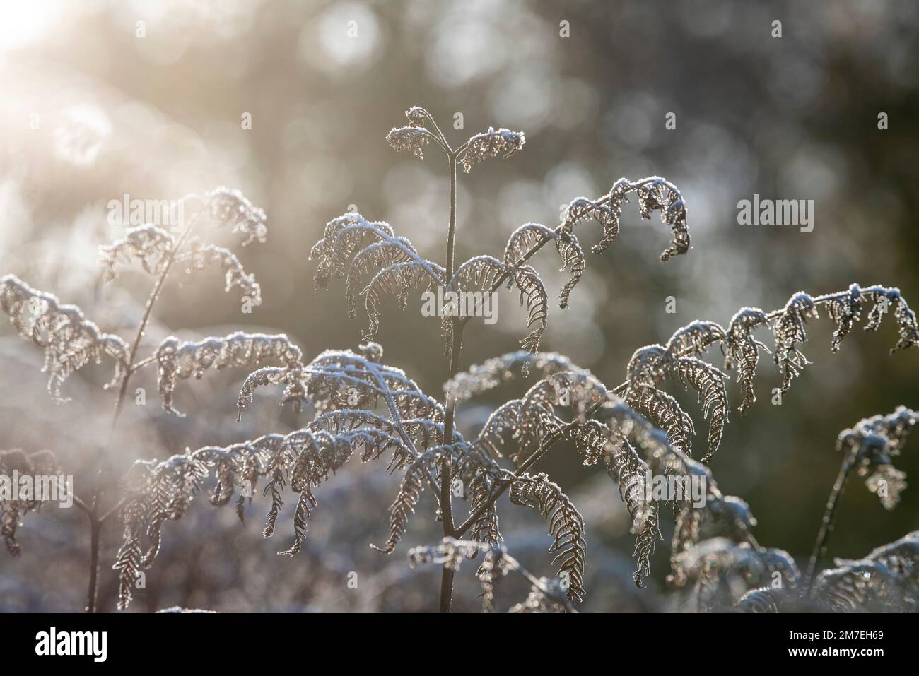 Frosty frozen morning at RSPB Budby South Forest, Sherwood Forest ...