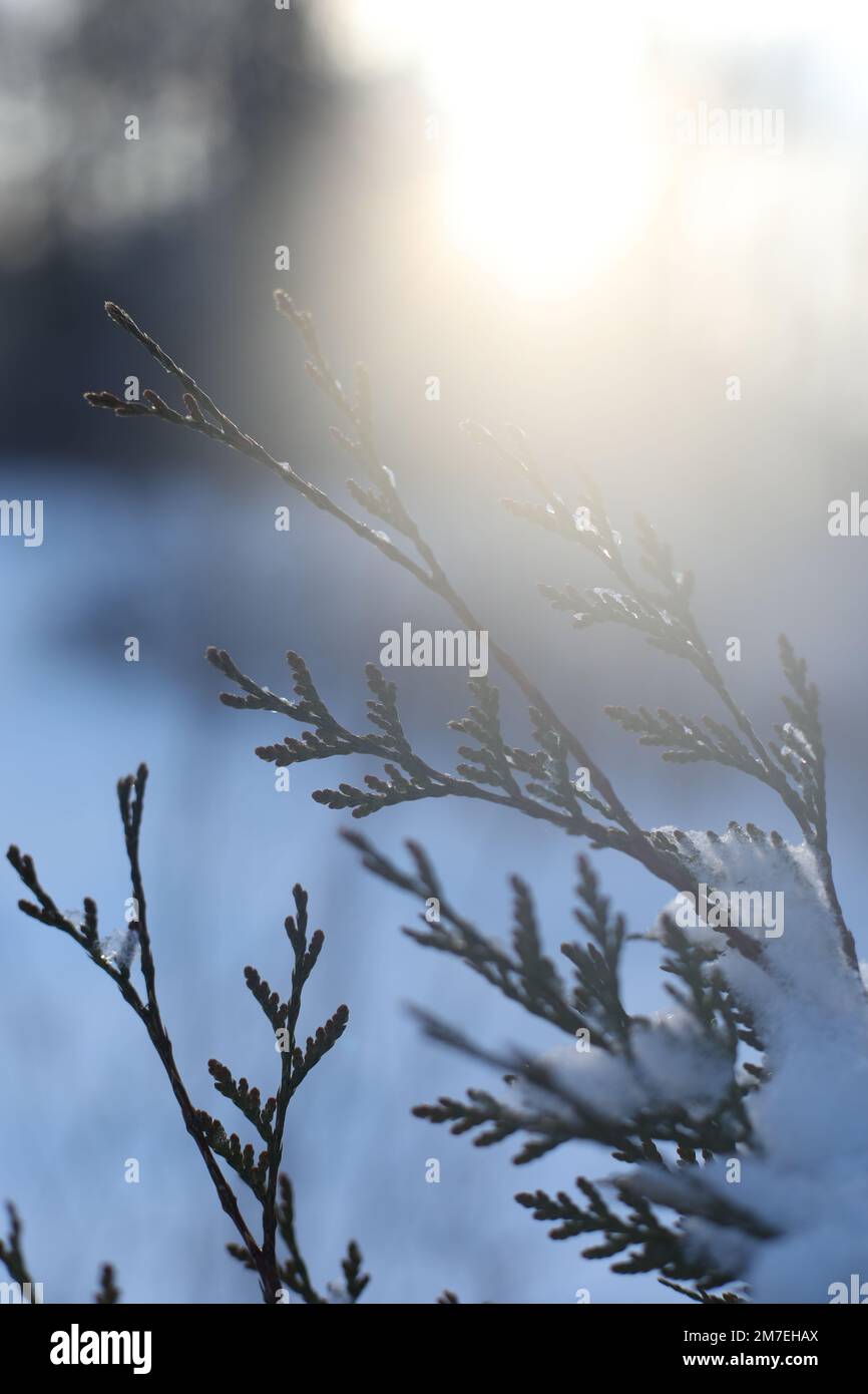 Top branches covered with snow against sunny sky, frozen trees in the forest sky background ...