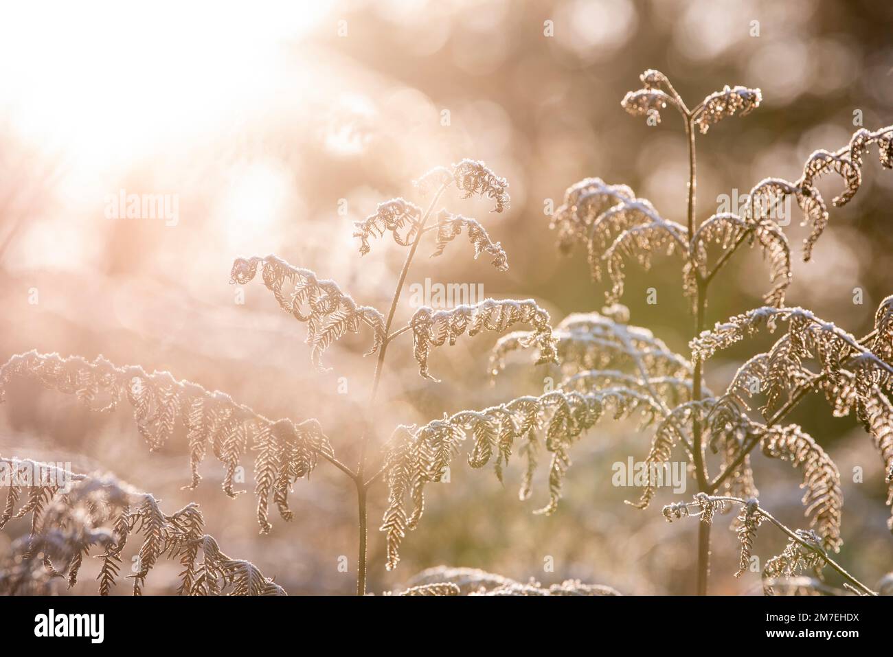 Frosty frozen morning at RSPB Budby South Forest, Sherwood Forest ...