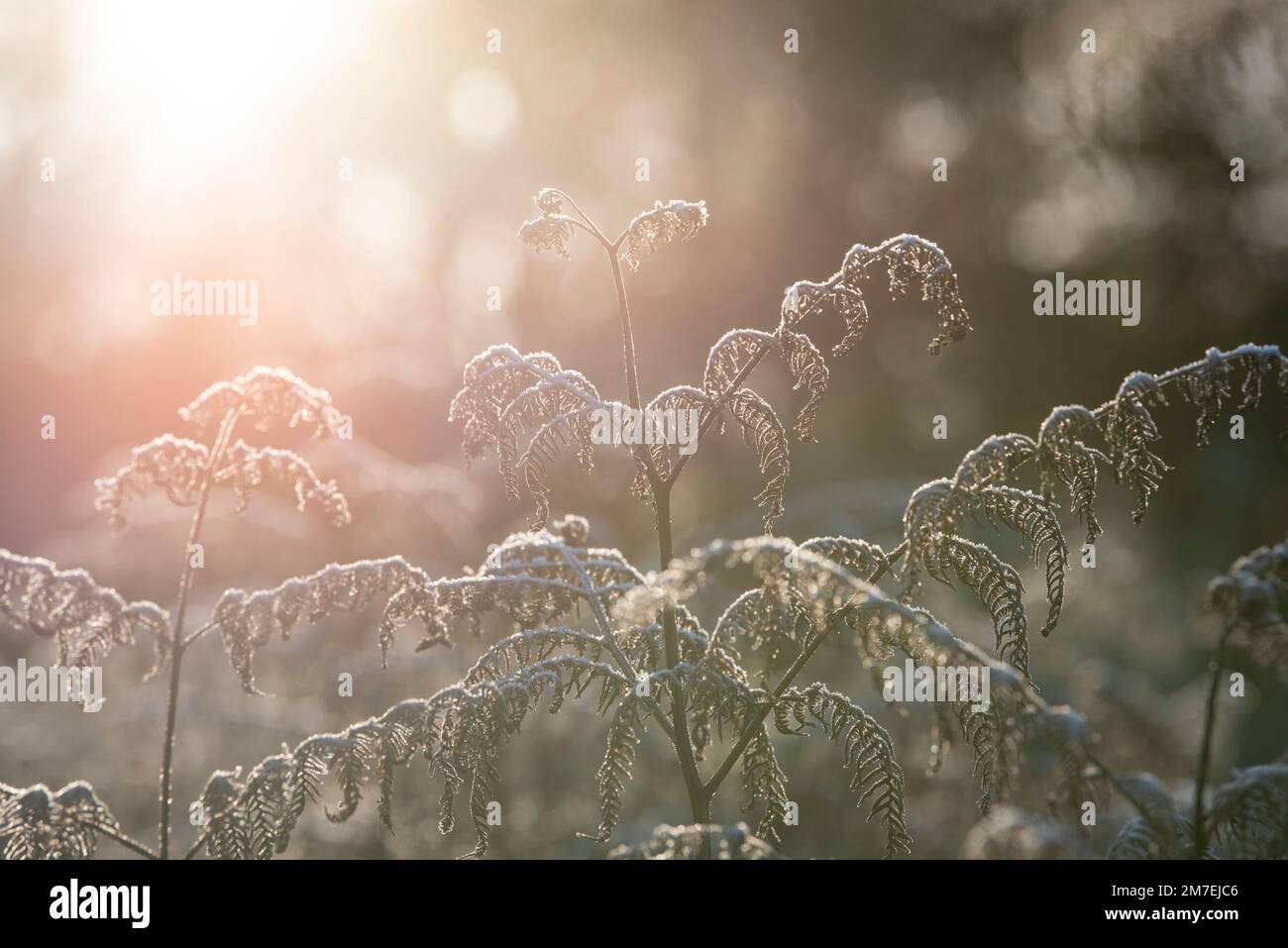 Frosty frozen morning at RSPB Budby South Forest, Sherwood Forest ...