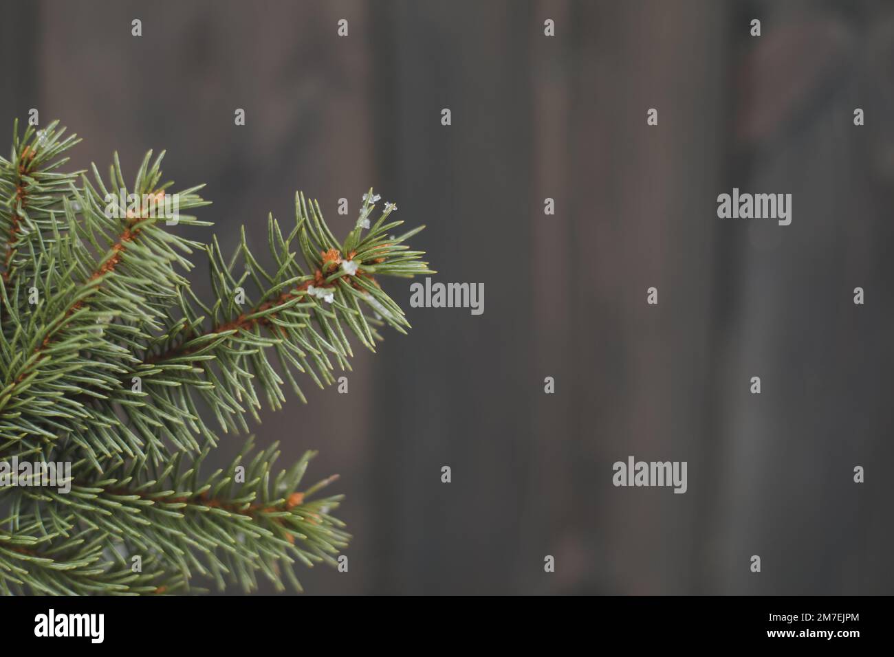 Christmas tree leaves macro photography. pine branch with snow on a ...