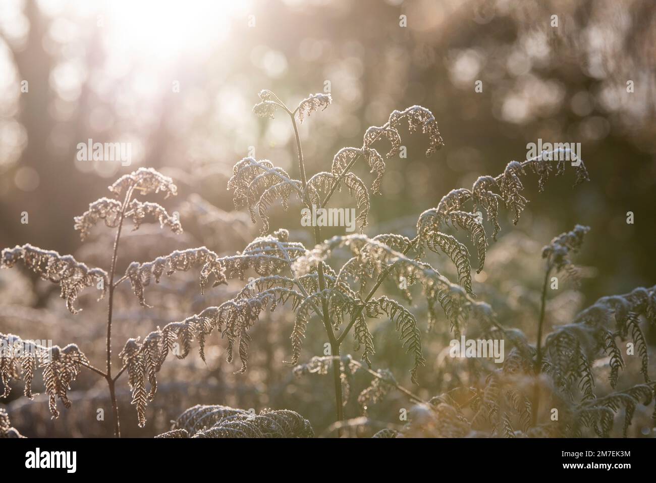 Frosty frozen morning at RSPB Budby South Forest, Sherwood Forest ...