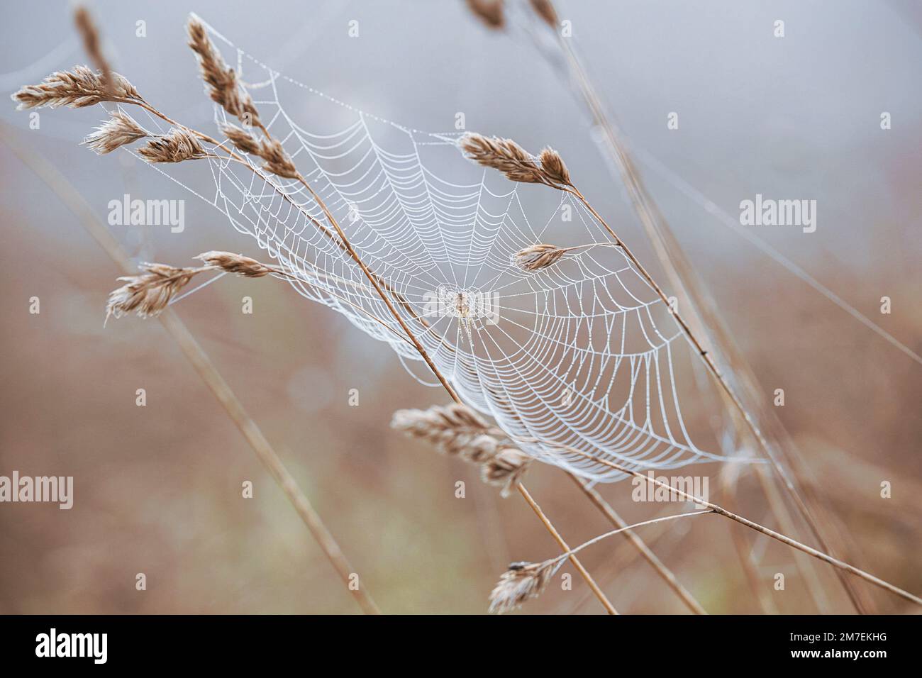 Delicate spiders webs hanging between wild countryside plants covered ...