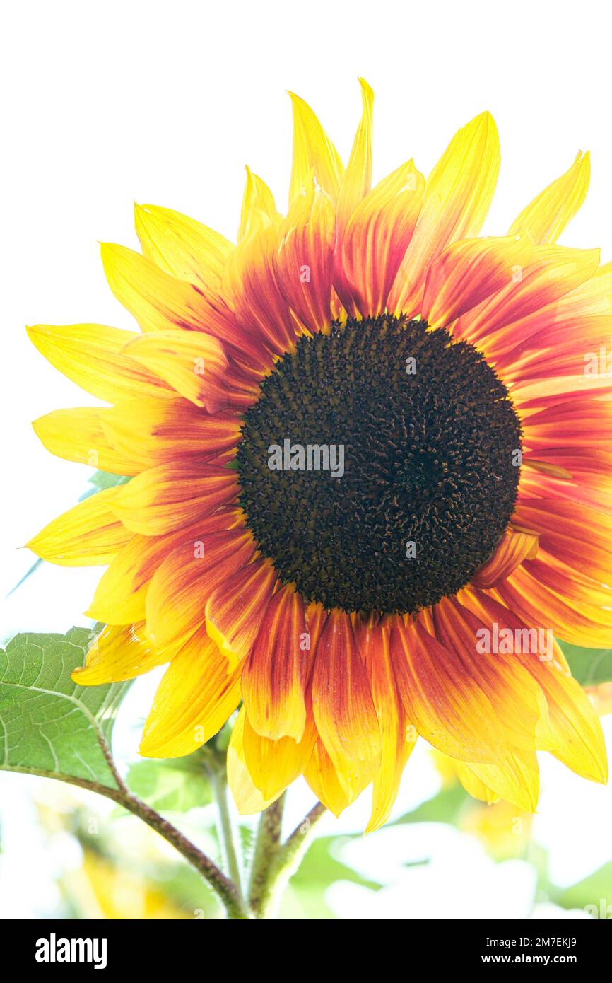 A sunflower back lit by the setting sun glowing in brilliant colour ...