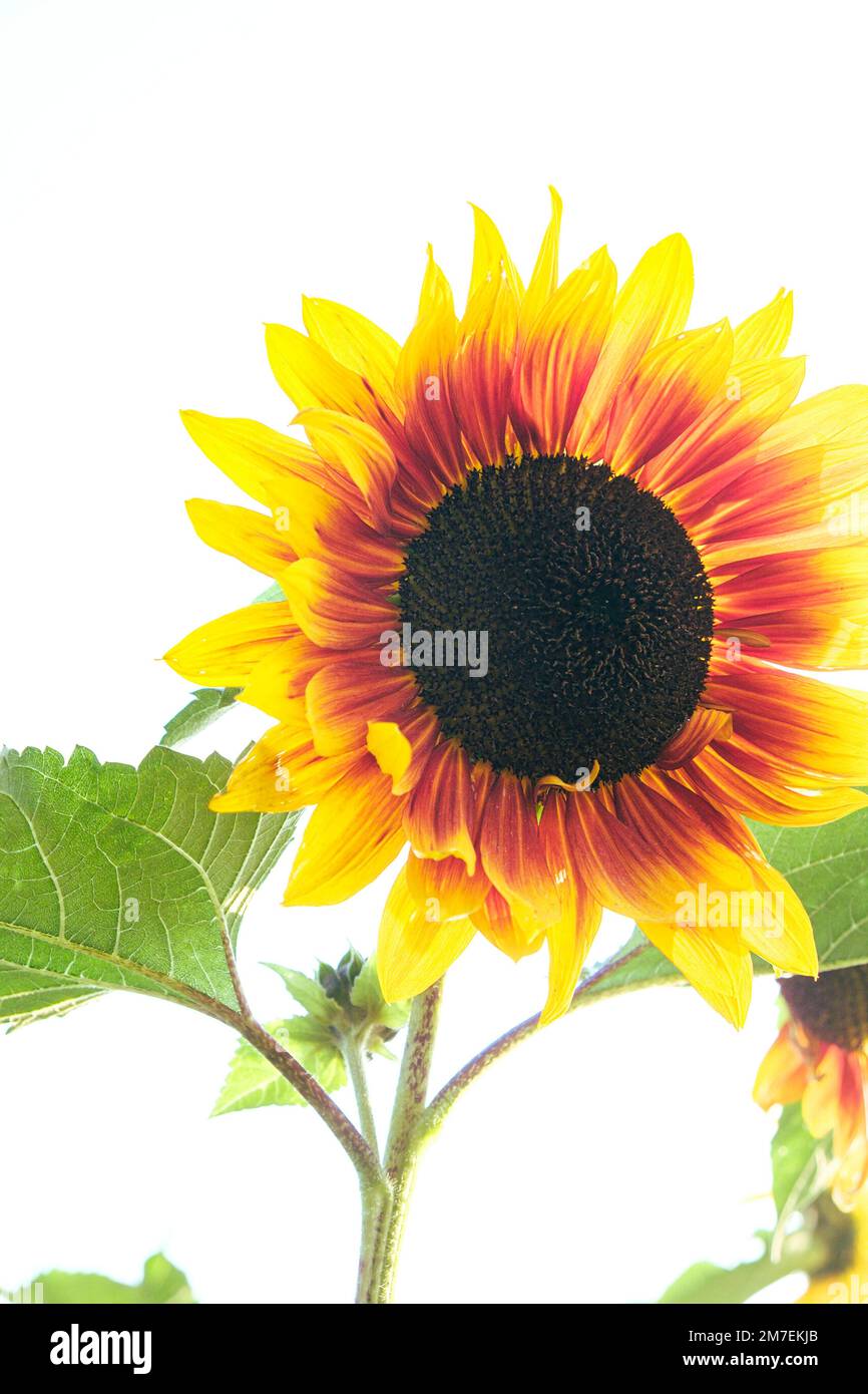 A sunflower back lit by the setting sun glowing in brilliant colour ...