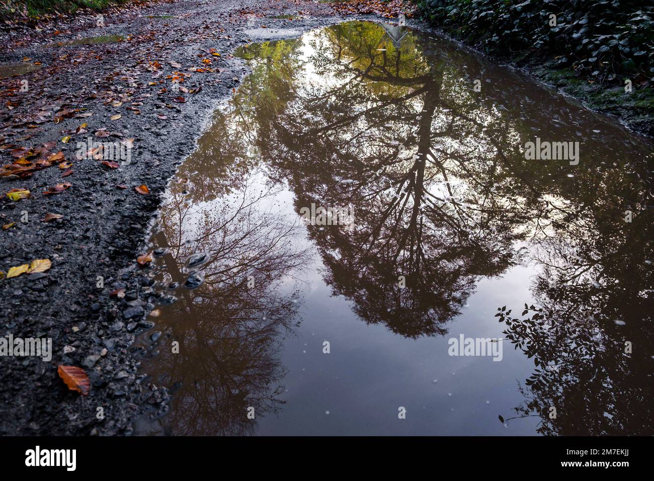 Reflection of a tree in a mud puddle hi-res stock photography and ...