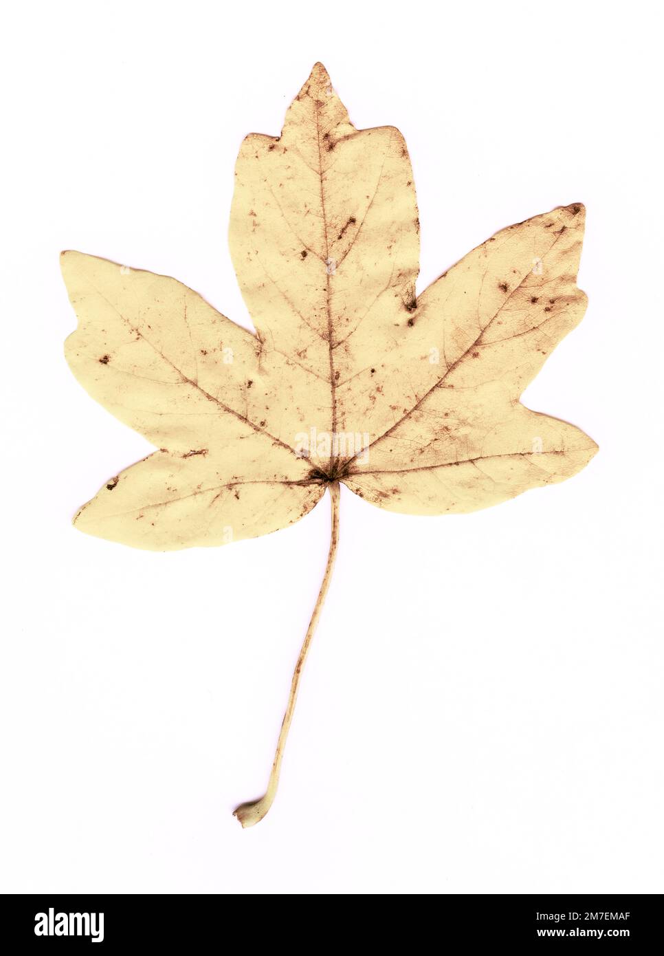 Close up still life of a dead dried leaf showing all the detail of the ...