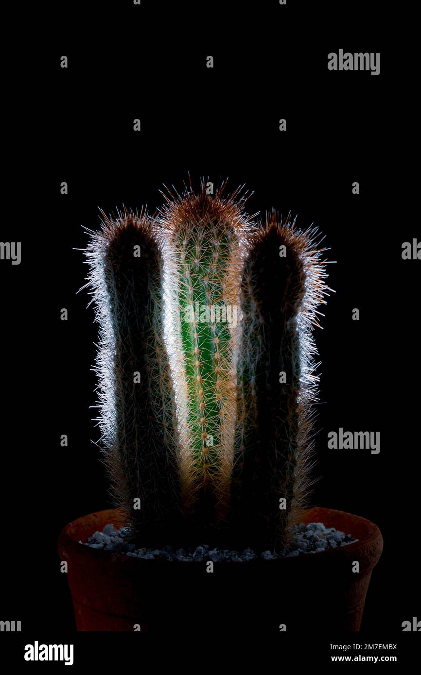 Close up detail of cactus plants backlit to highlight the long sharp ...