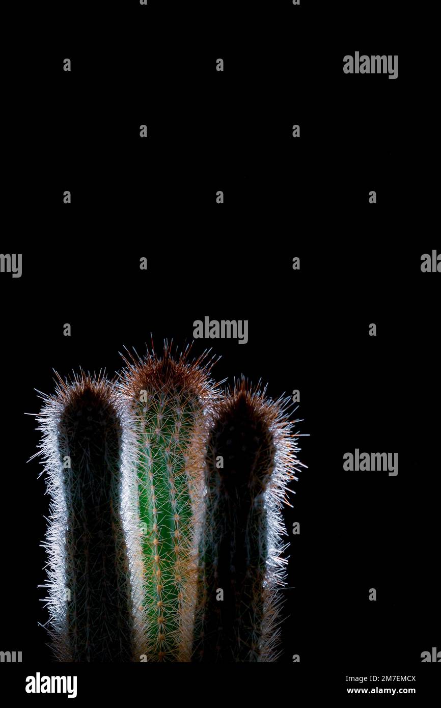 Close up detail of cactus plants backlit to highlight the long sharp ...