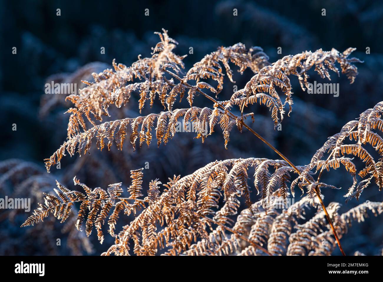 Frosty frozen morning at RSPB Budby South Forest, Sherwood Forest ...