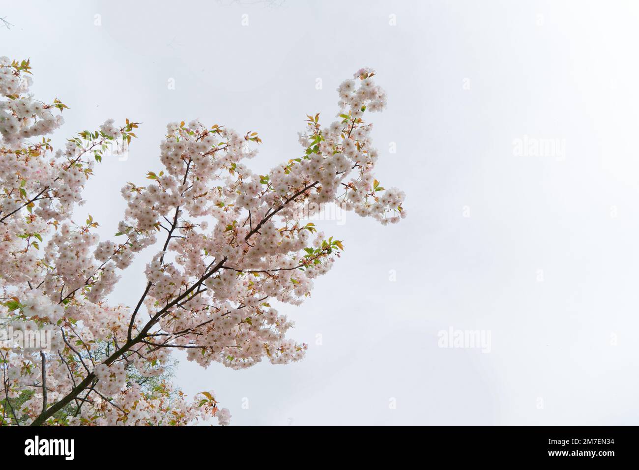 Cherry tree blossom Stock Photo - Alamy