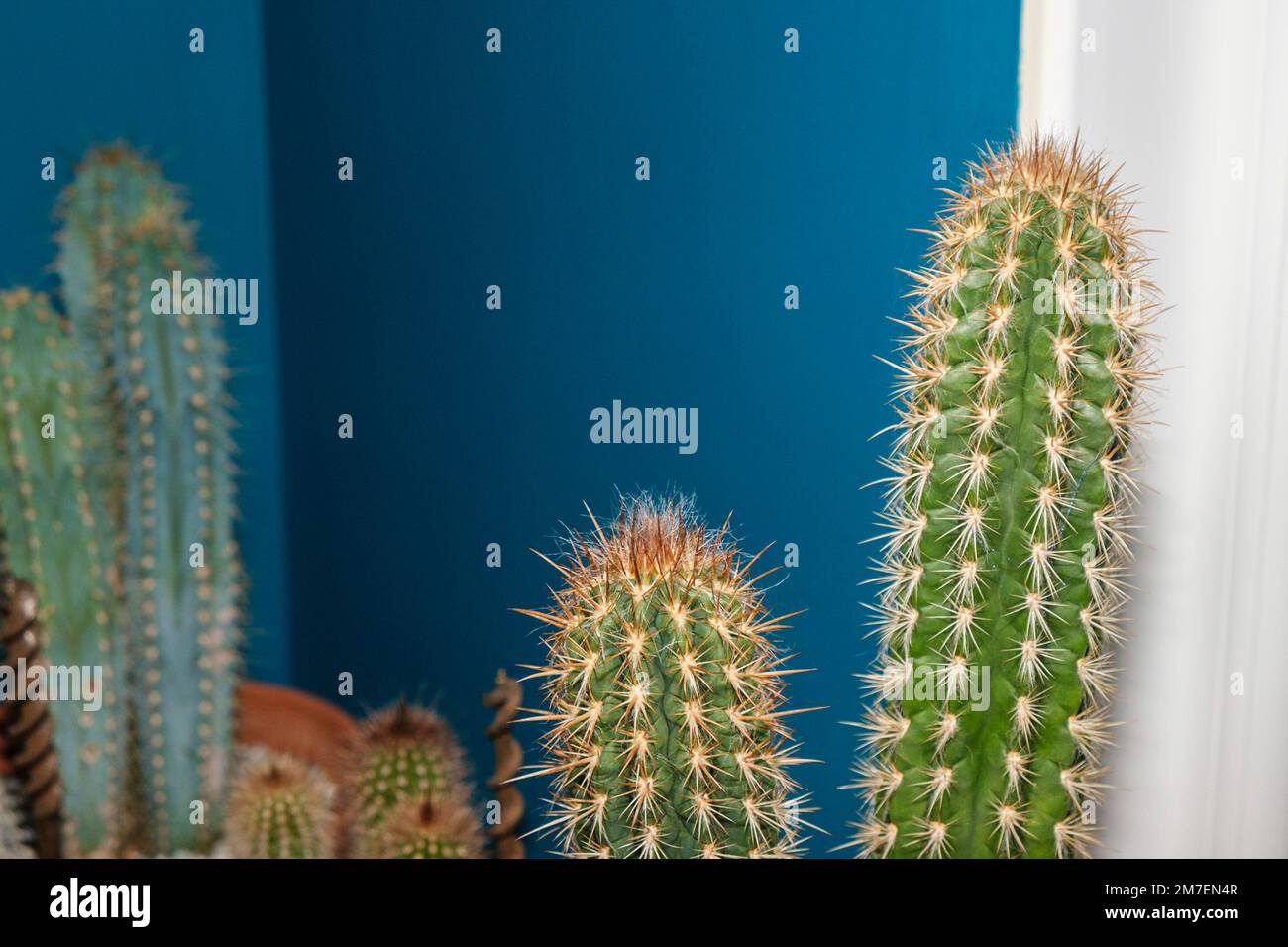 Close up detail of cactus plants to highlight the long sharp, fine ...