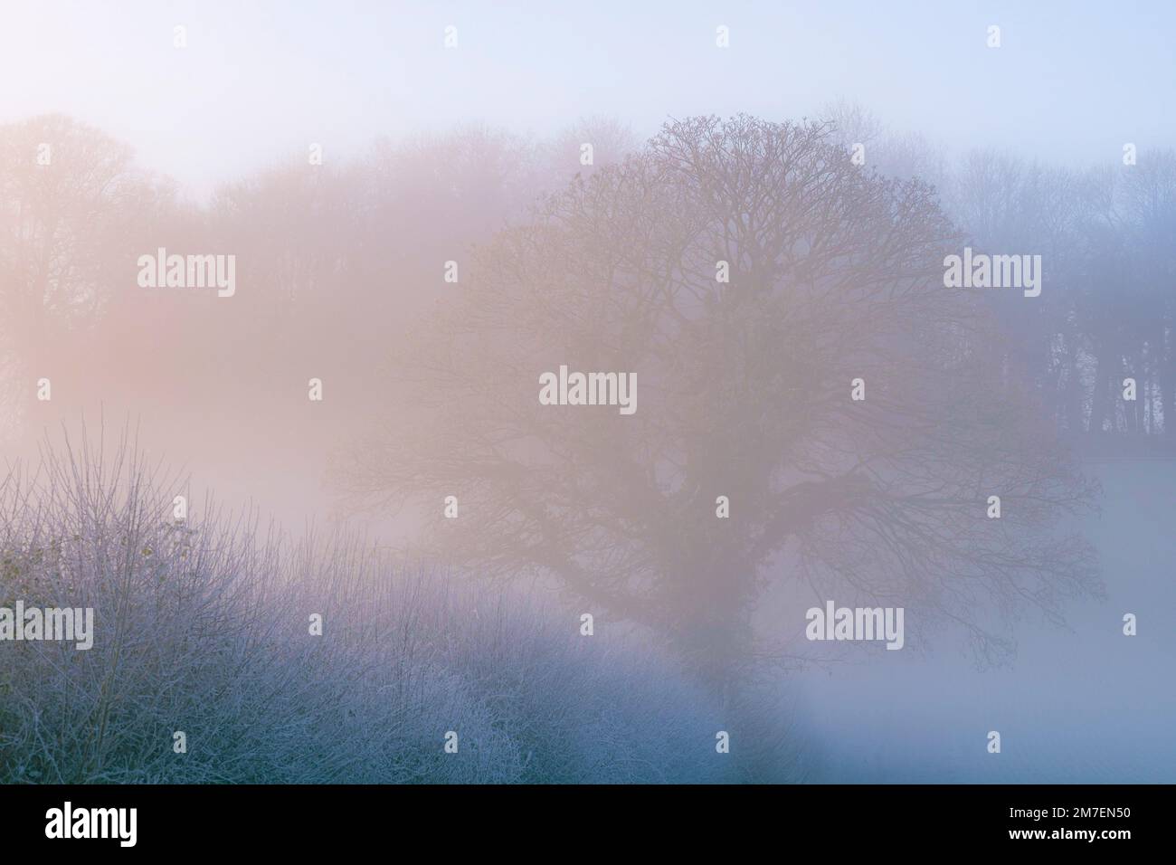 Frost edges trees and bnushes in the countryside on a bright misty ...