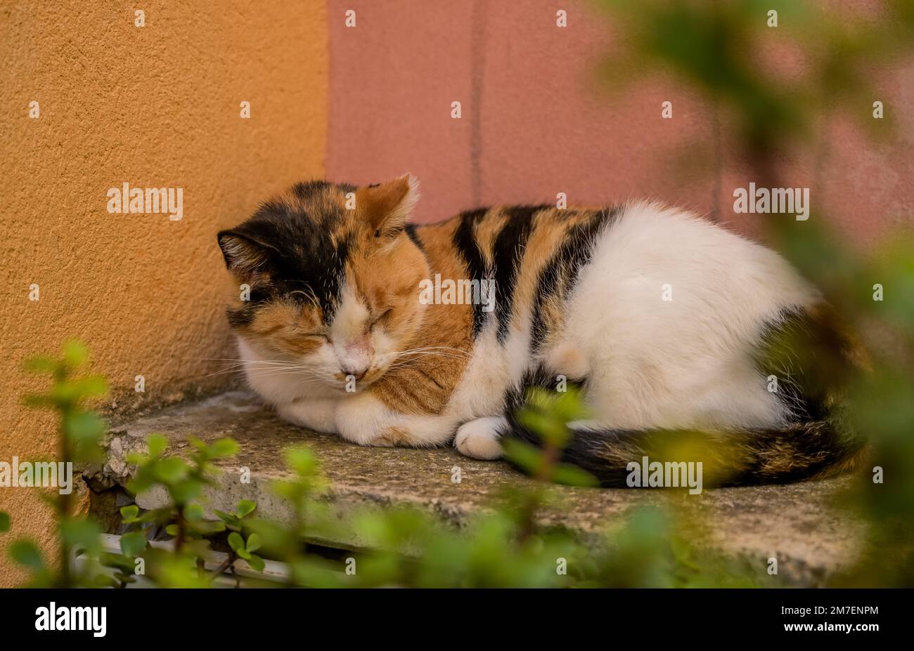 Schlafende Katze, Mallorca, Spanien Stock Photo - Alamy