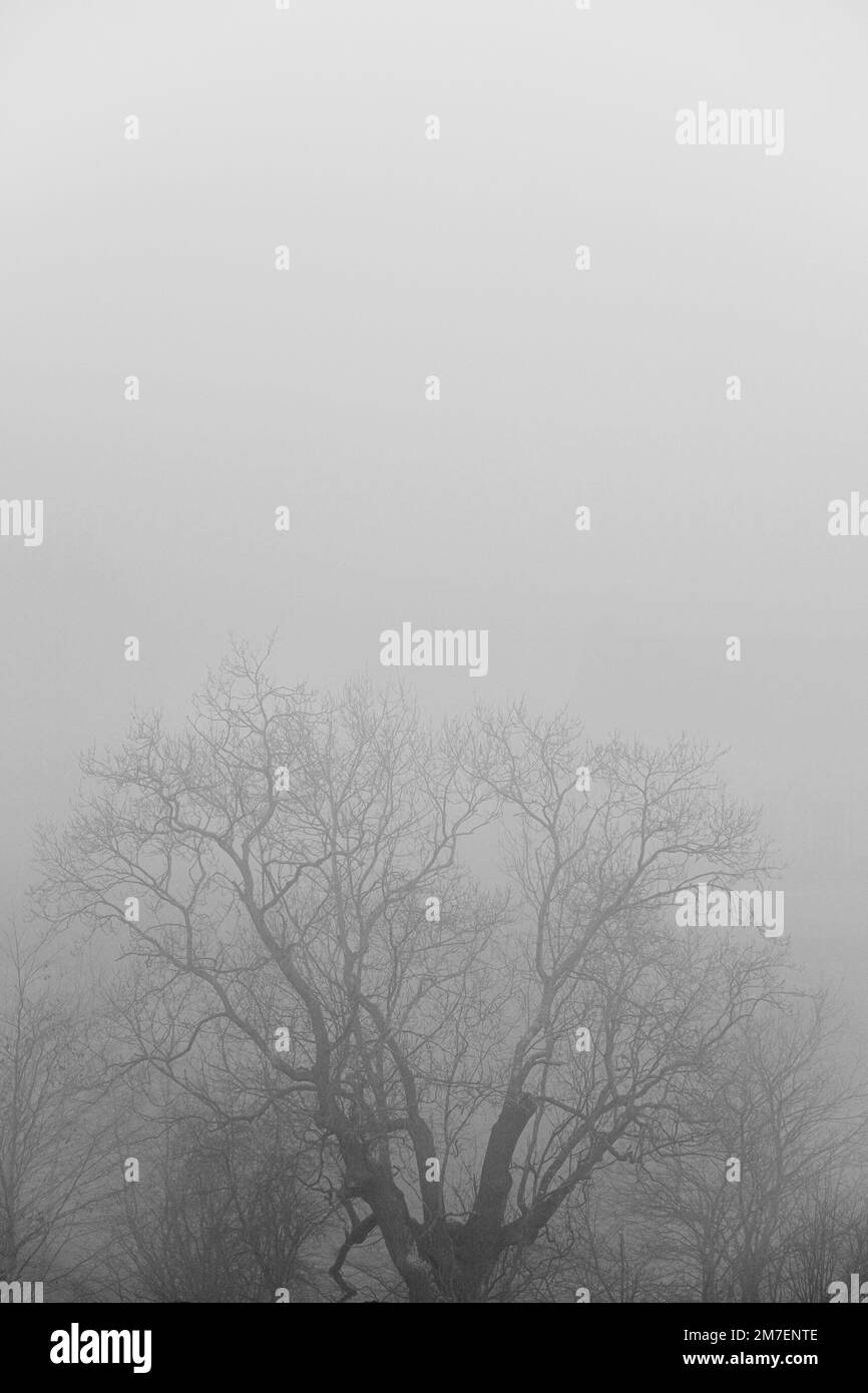 Trees standing in a rural farmers field in the mist Stock Photo - Alamy