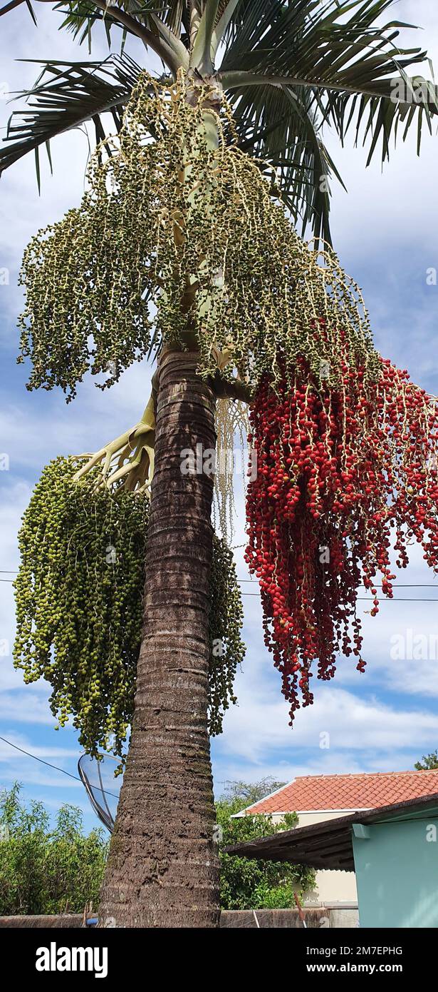 Coquinho the colorful palm fruit Stock Photo - Alamy