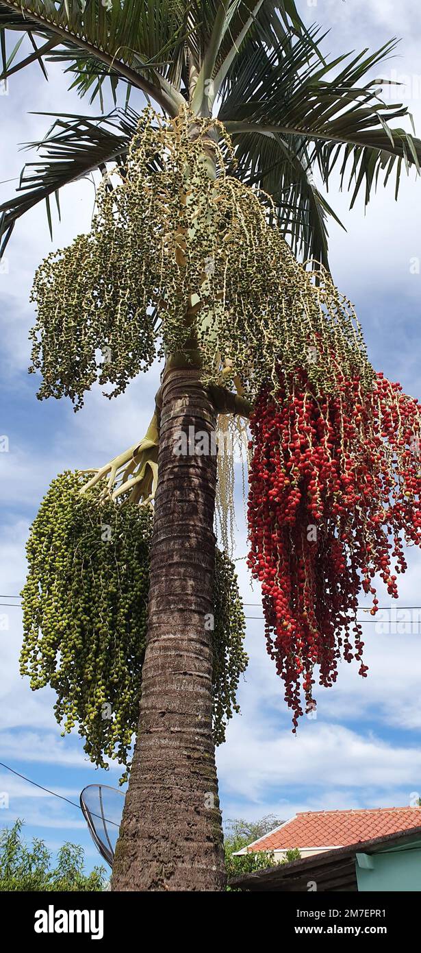 Coquinho the colorful palm fruit Stock Photo - Alamy