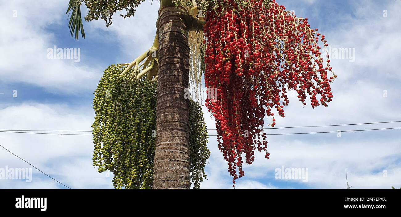 Coquinho the colorful palm fruit Stock Photo - Alamy