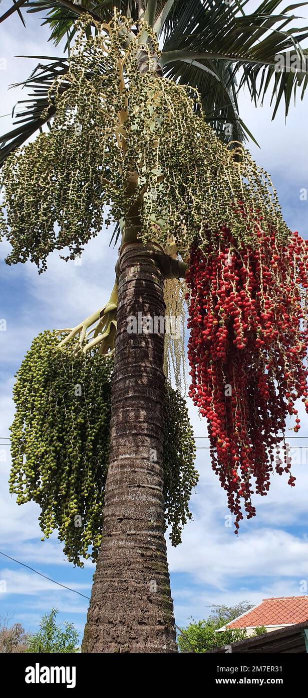 Coquinho the colorful palm fruit Stock Photo - Alamy