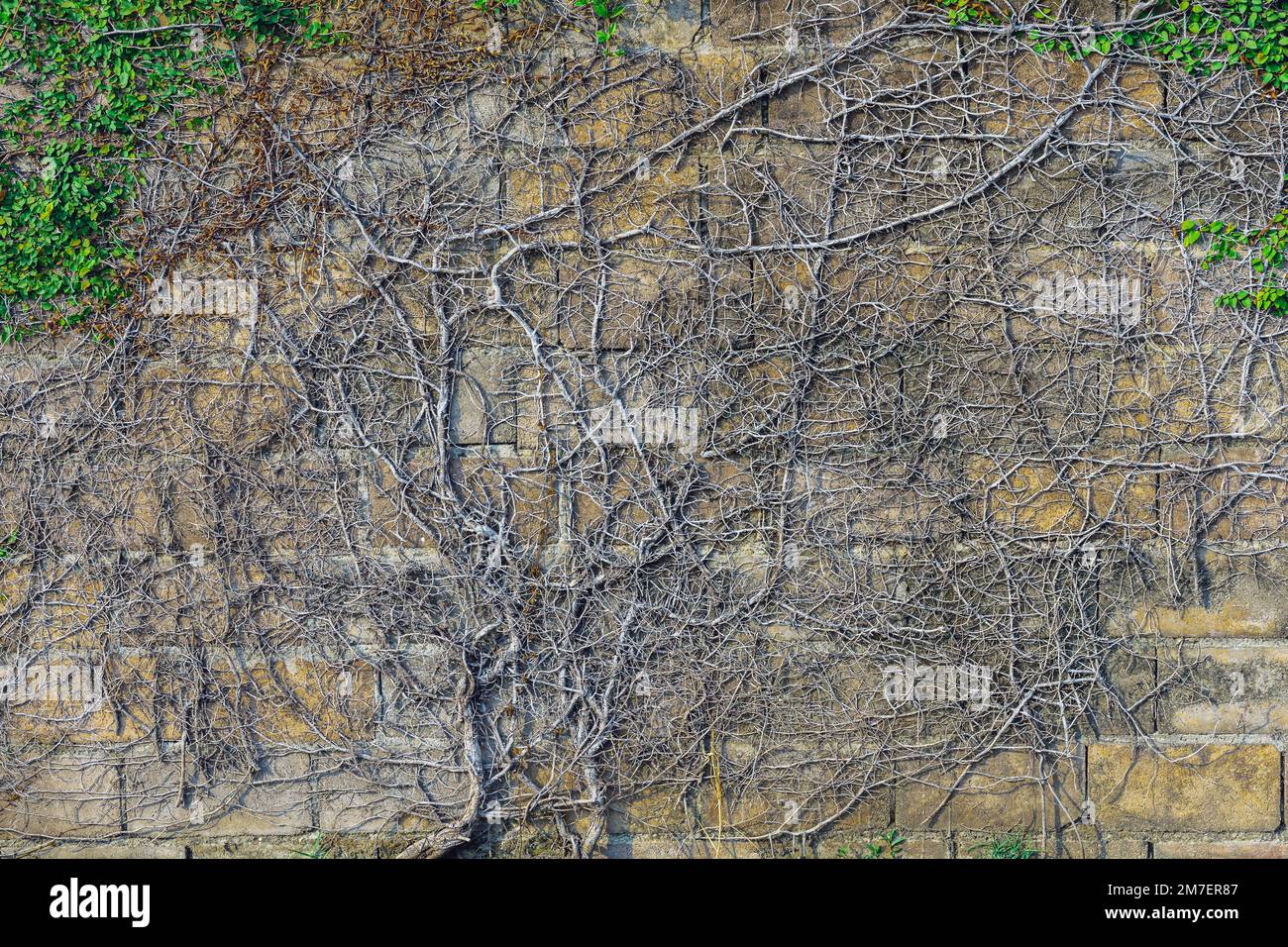 Climbing fig or Creeping fig (Ficus Pumila) the ivy plants are creeping ...