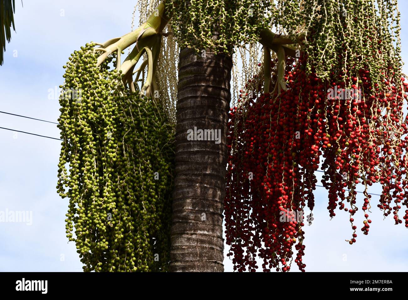 Delicious native fruits hi-res stock photography and images - Alamy