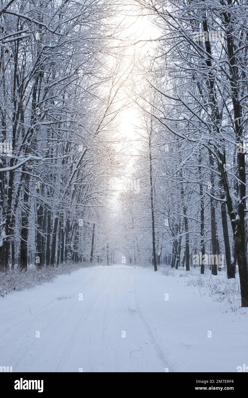 The road in the snowy forest. Winter day in the park. The trees are ...