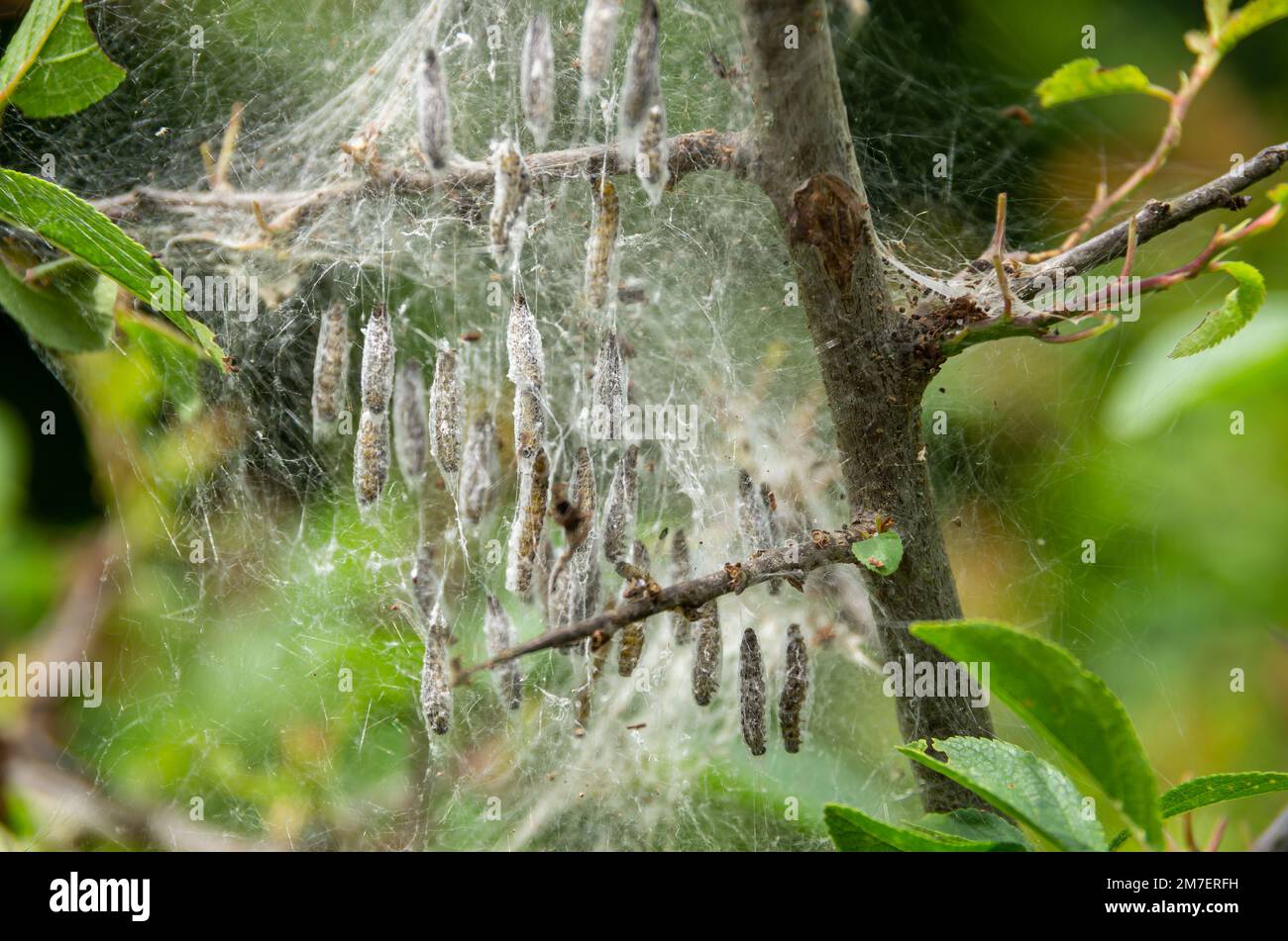 Web of cocoons of the ermine moth caterpillars at a shrub Stock Photo ...