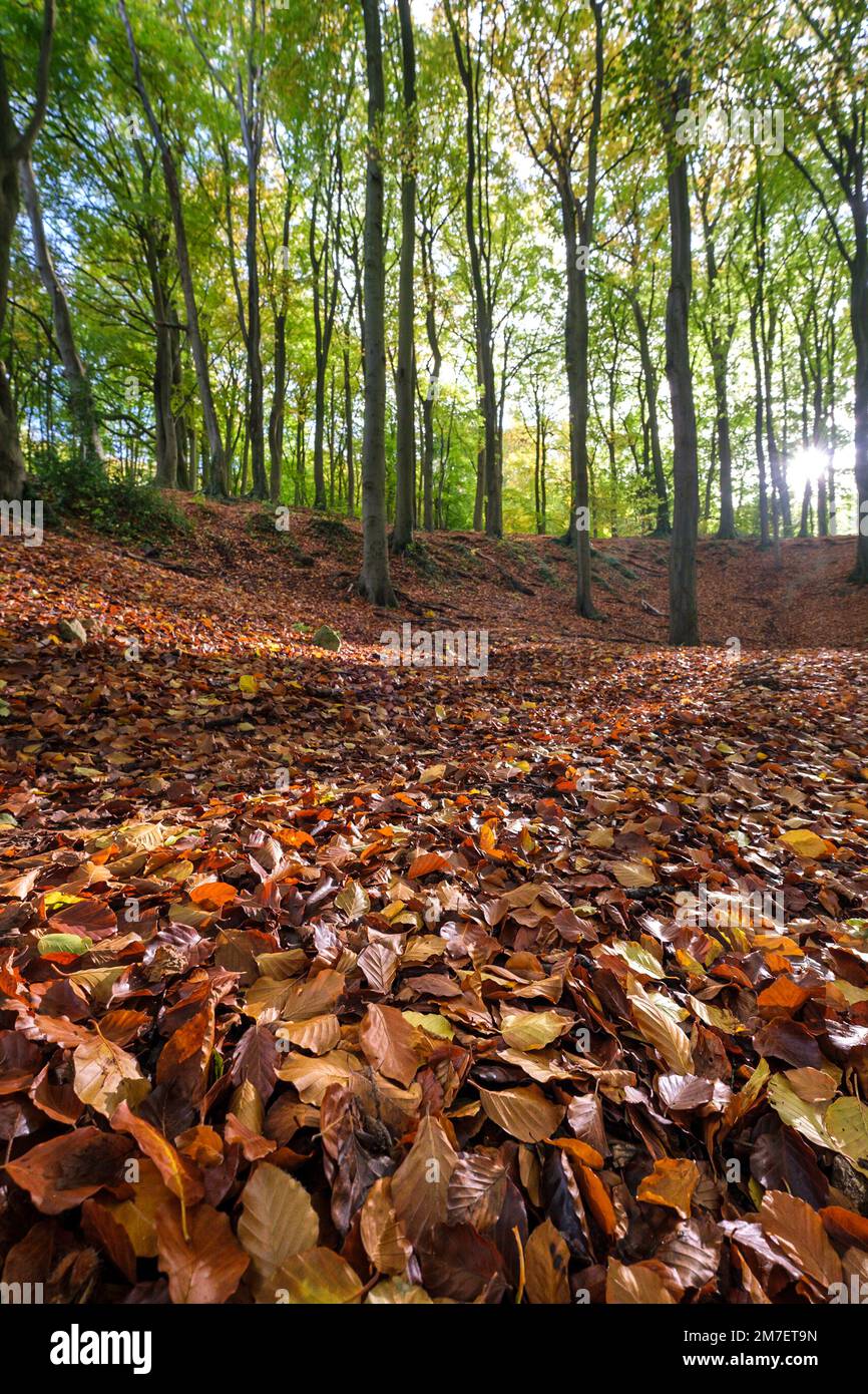 Colourful autumnal leaves laying on the floor of a forest, Leckhampton ...