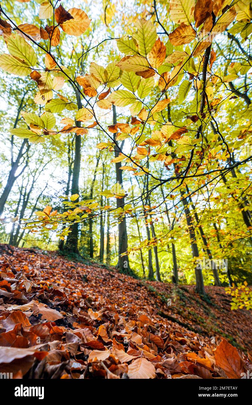 Colourful autumnal leaves laying on the floor of a forest, Leckhampton ...