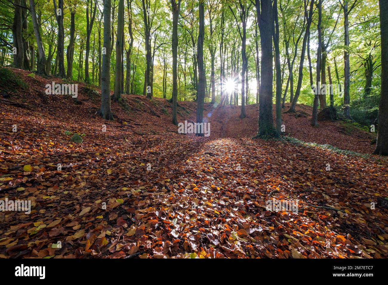Colourful autumnal leaves laying on the floor of a forest, Leckhampton ...