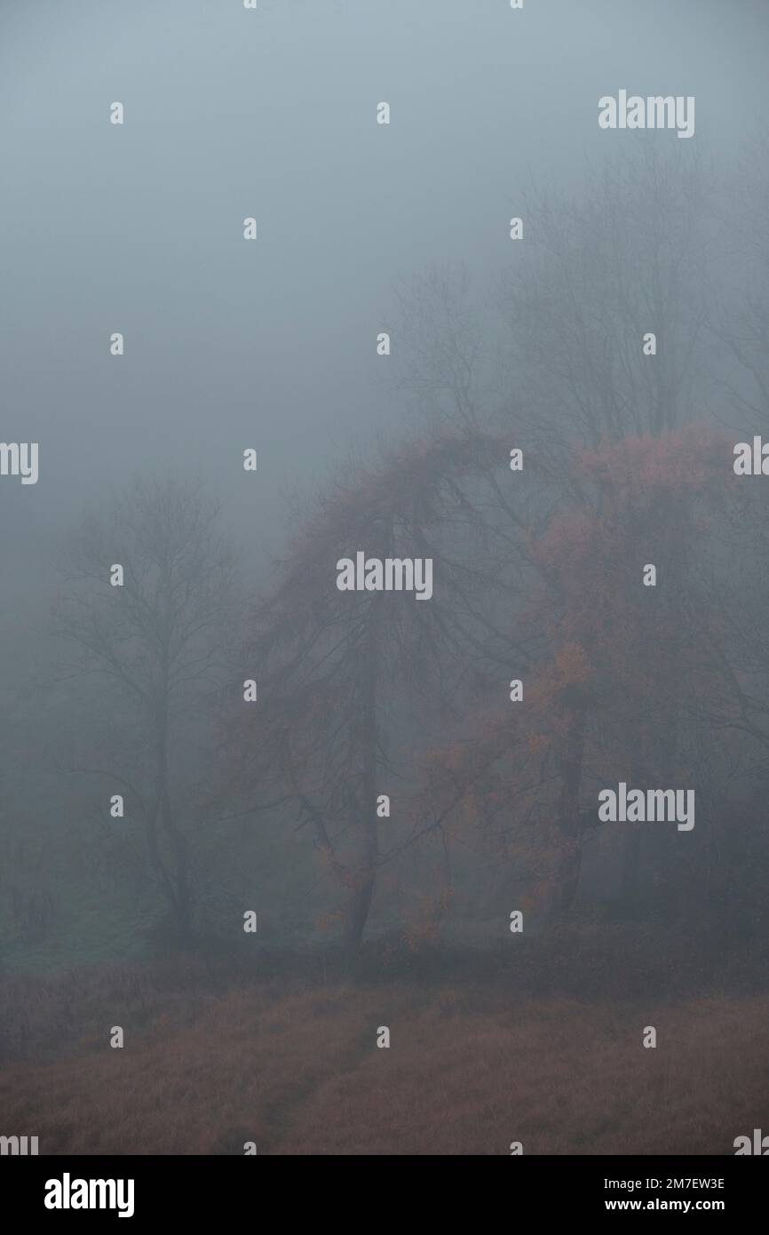 A samll group of trees almsot hidden in thick fog in the autumn Stock ...