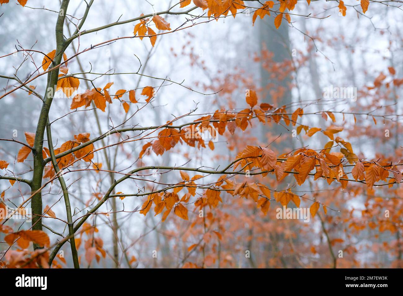 Almost leafless hi-res stock photography and images - Alamy